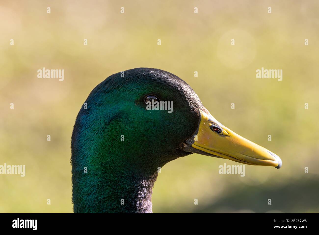 Dabbling Duck High Resolution Stock Photography and Images - Alamy