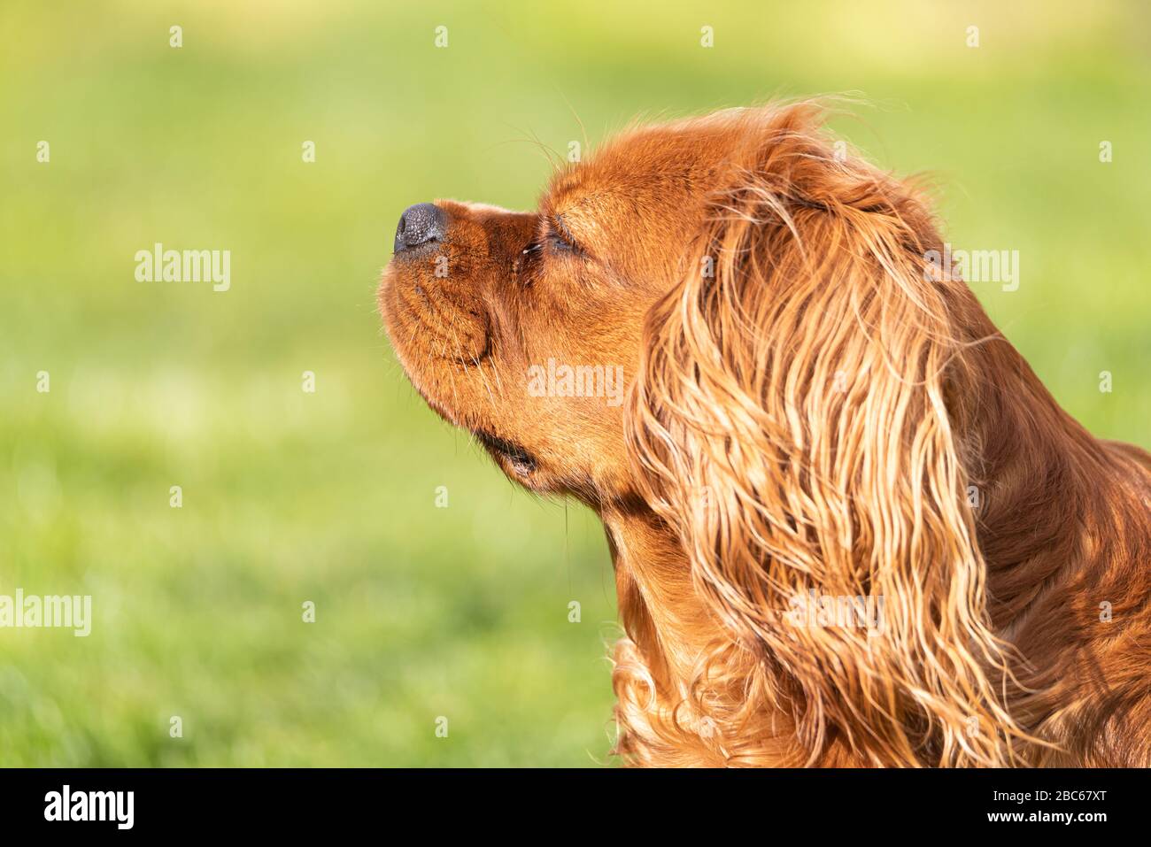 A closeup profile shot of a single isolated ruby Cavalier King Charles ...