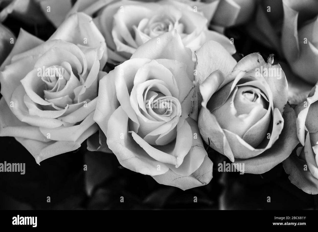 mix natural roses close up view Stock Photo - Alamy