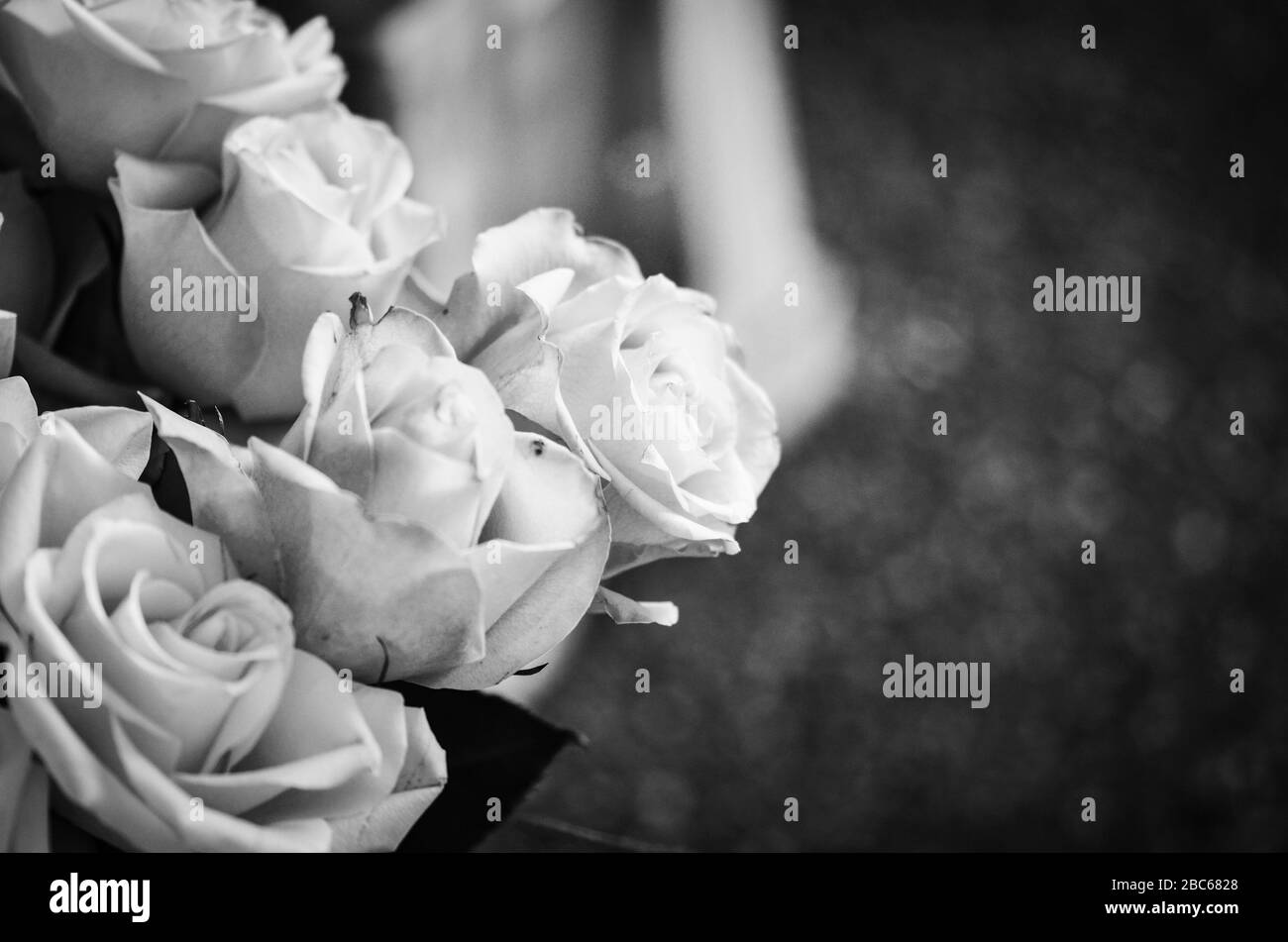 mix natural roses close up view Stock Photo - Alamy