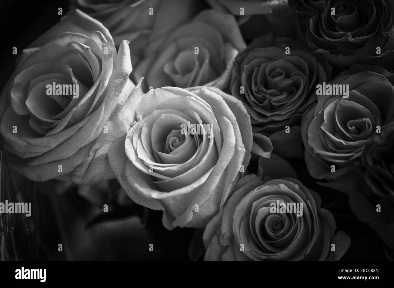 mix natural roses close up view Stock Photo - Alamy