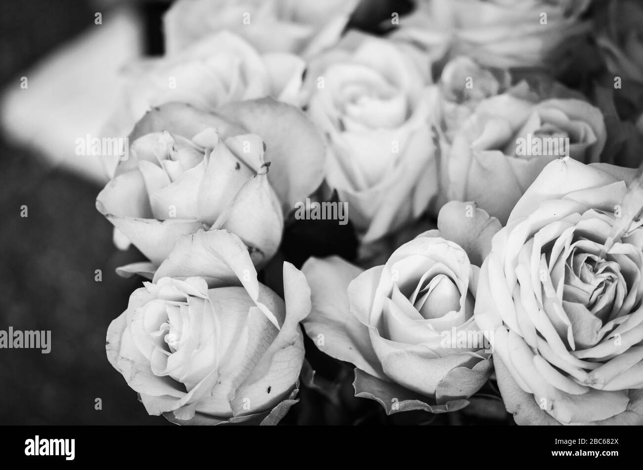 mix natural roses close up view Stock Photo - Alamy