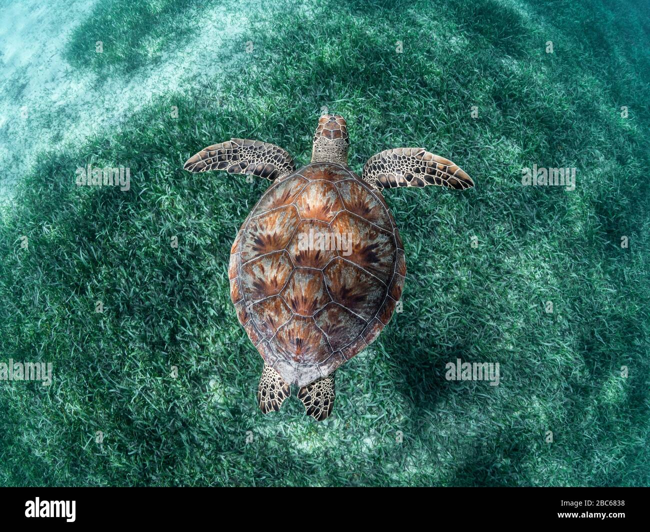 Green sea turtle swimming over sea grass. Taken in Puerto Rico Stock ...