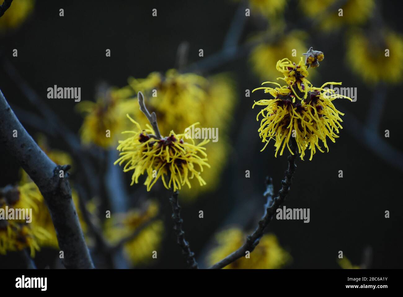 Witch hazel hamamelis mollis growing in Viktoriapark Berlin Stock Photo ...