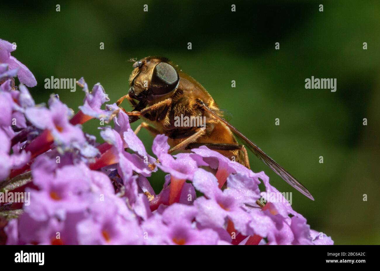 Diptera life cycle hi-res stock photography and images - Alamy