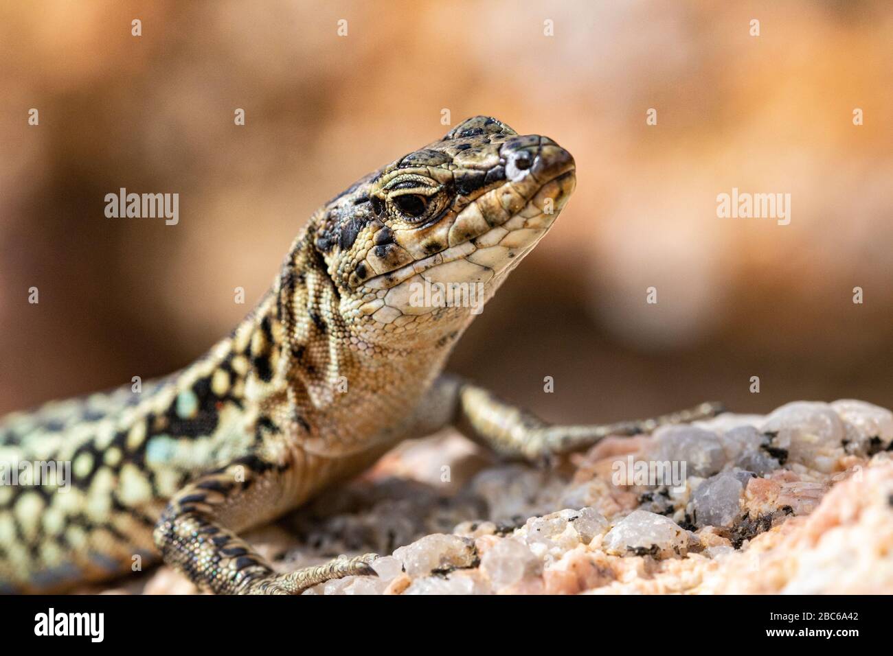 Lizard life cycle hi-res stock photography and images - Alamy