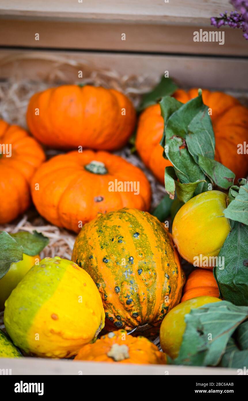 mix mini pumpkins close up view Stock Photo - Alamy