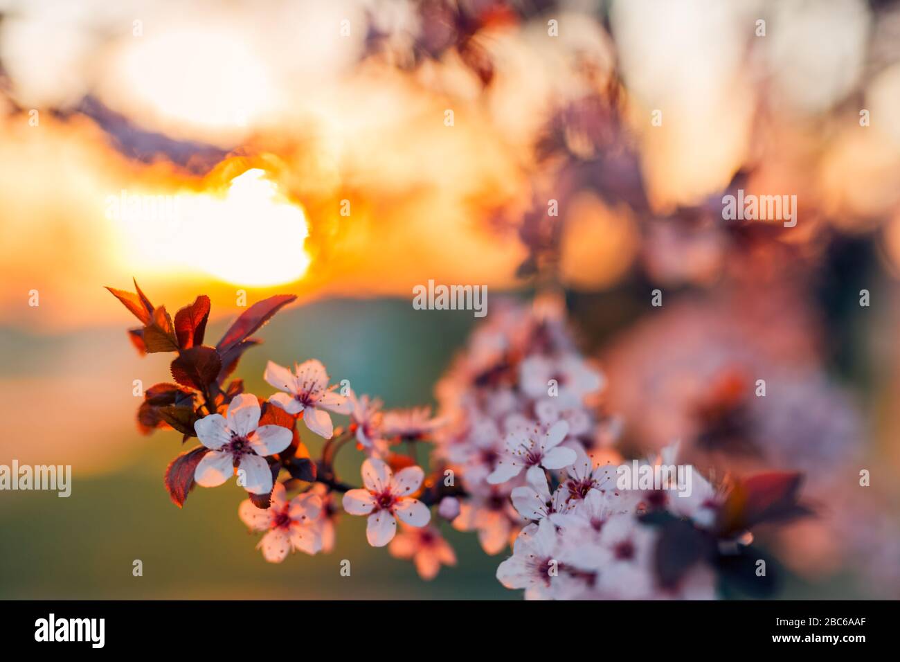 Spring blossom background. Beautiful nature scene with blooming tree in ...