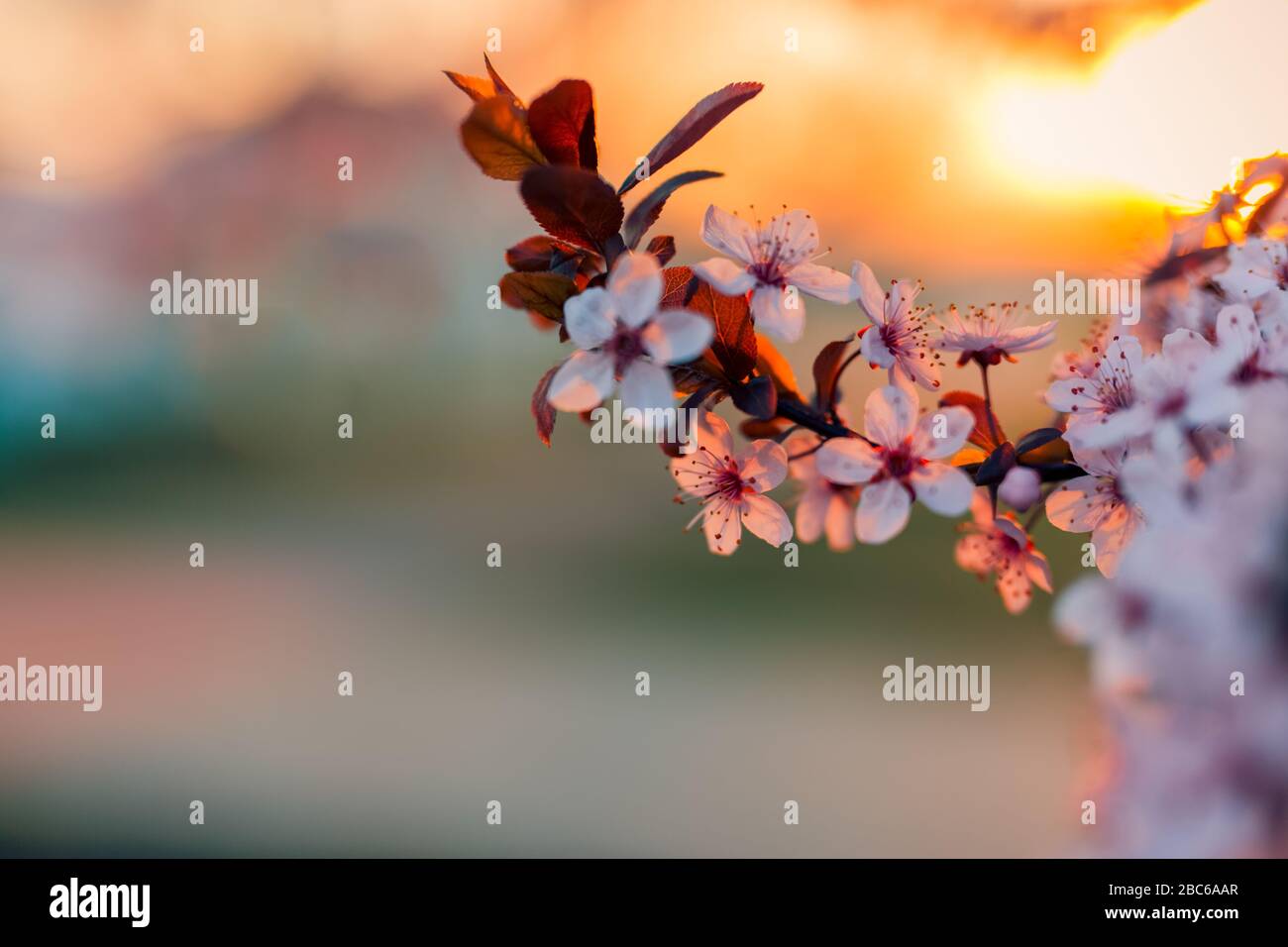 Spring blossom background. Beautiful nature scene with blooming tree in ...