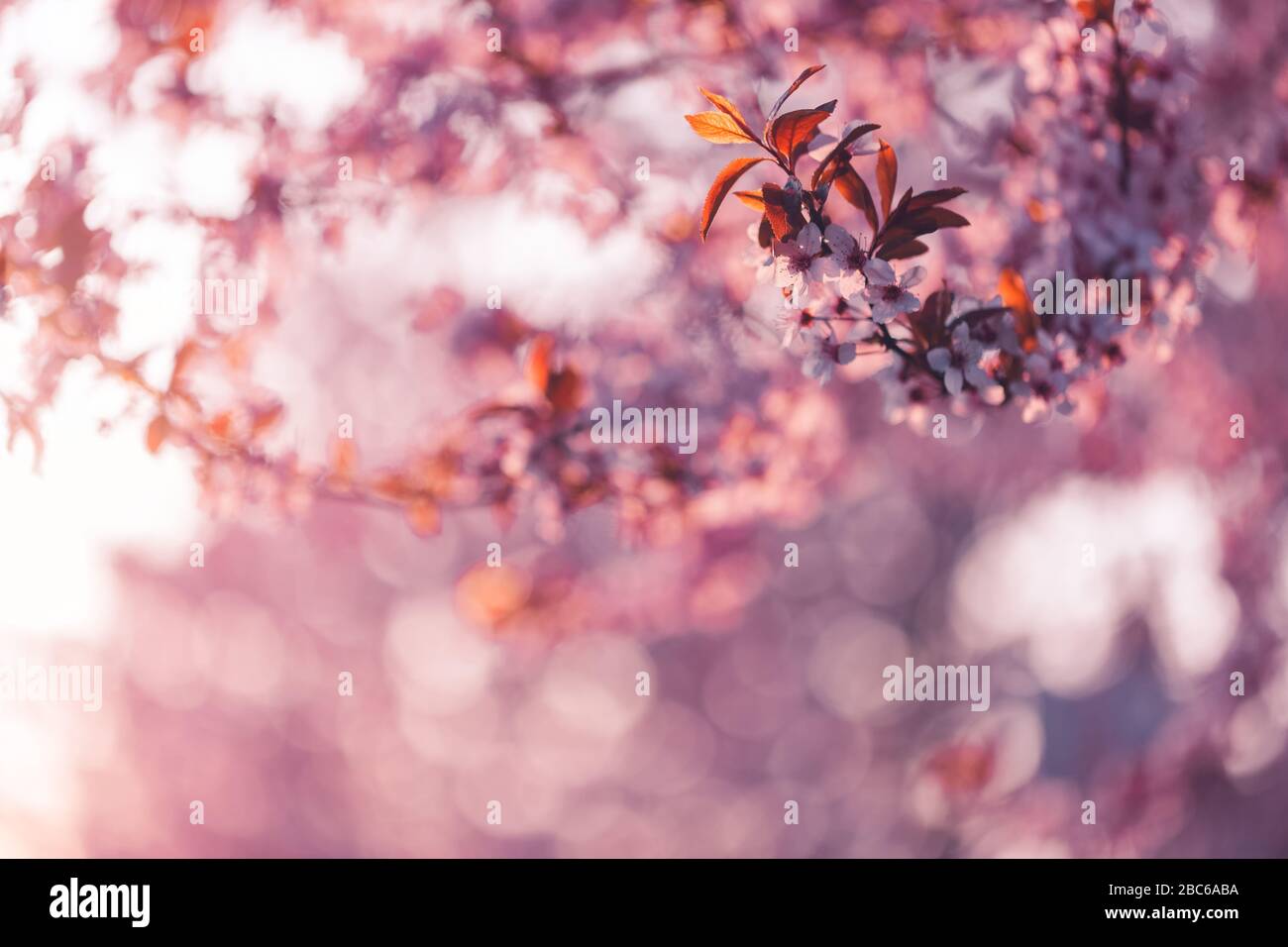 Spring blossom background. Beautiful nature scene with blooming tree in ...