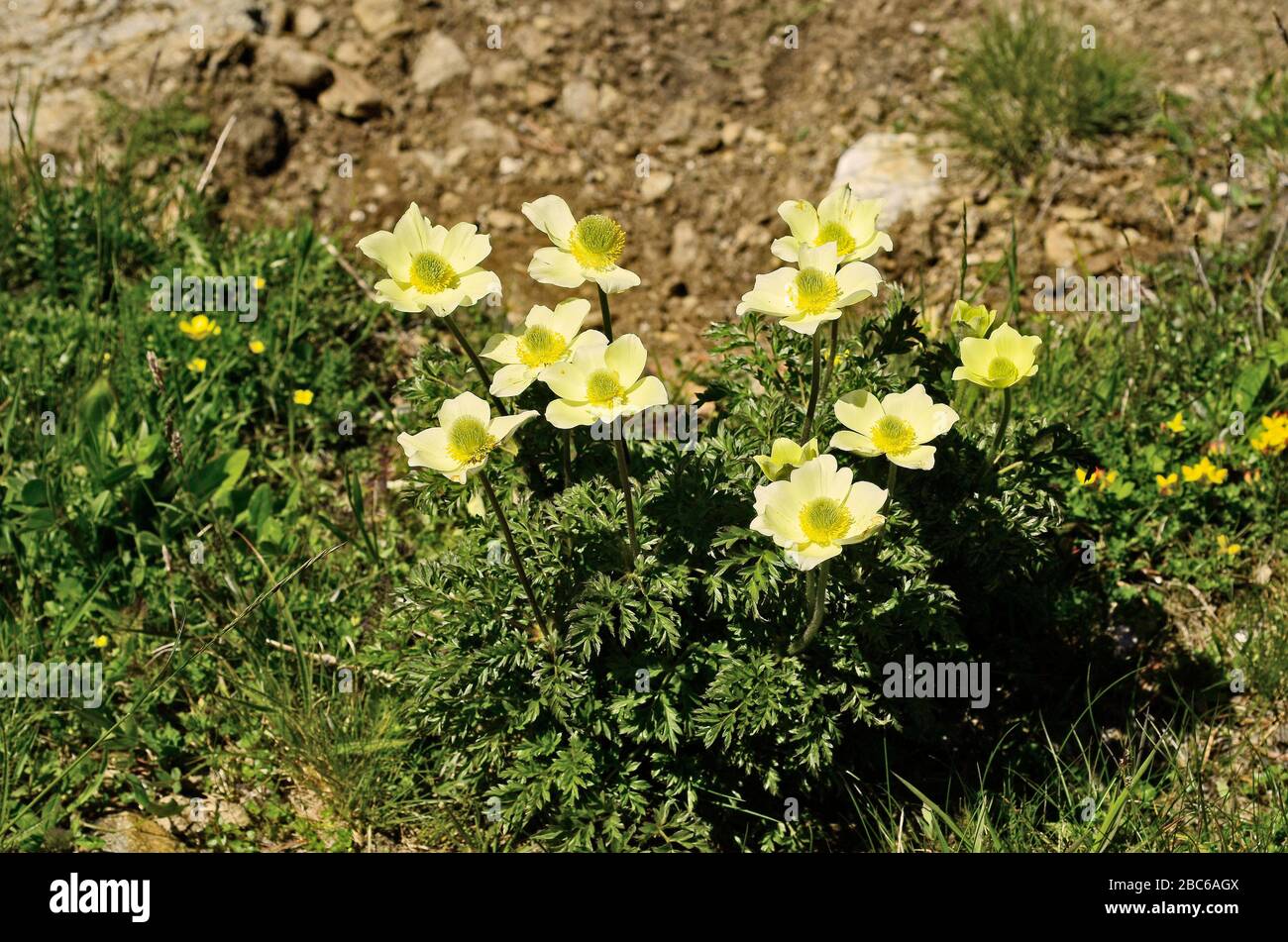 Alpine anemone pulsatilla alpina hi-res stock photography and images ...