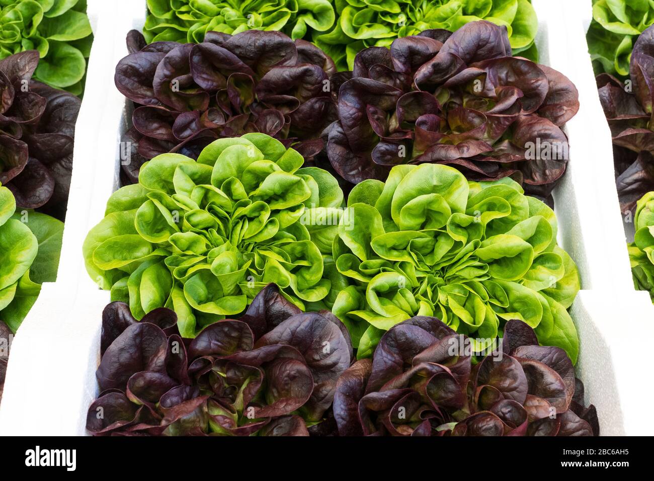 Leaves of green lettuce plant shot in close-up in shipping boxes Stock ...