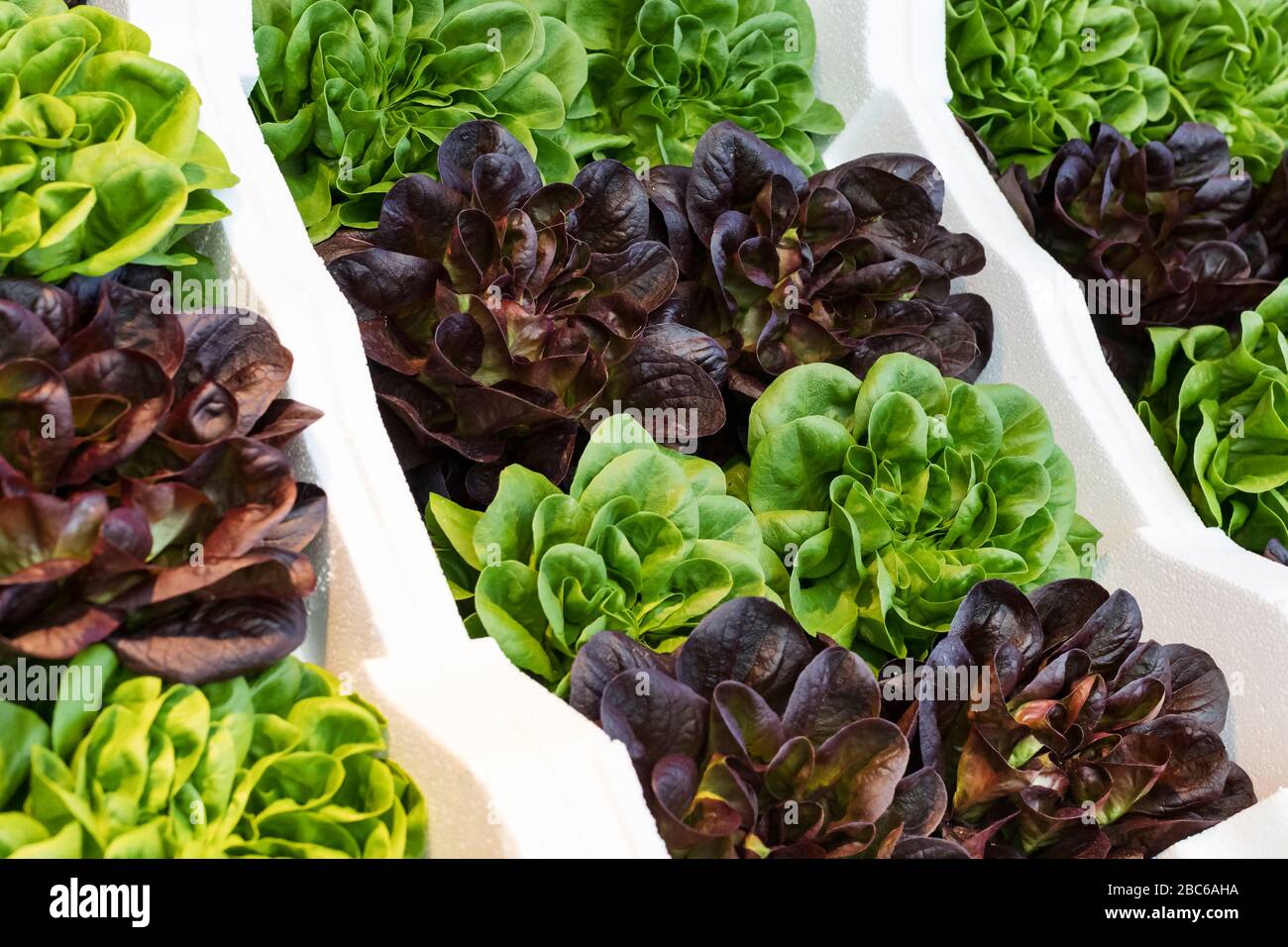 Leaves of green lettuce plant shot in close-up in shipping boxes Stock ...