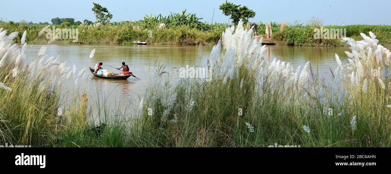 Kash phool hi-res stock photography and images - Alamy