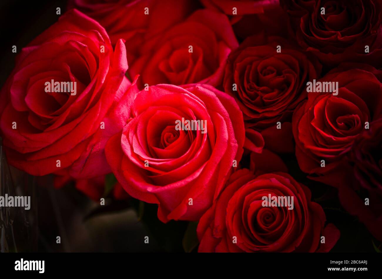 mix natural roses close up view Stock Photo - Alamy
