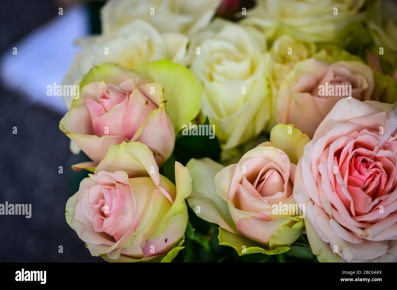 mix natural roses close up view Stock Photo - Alamy