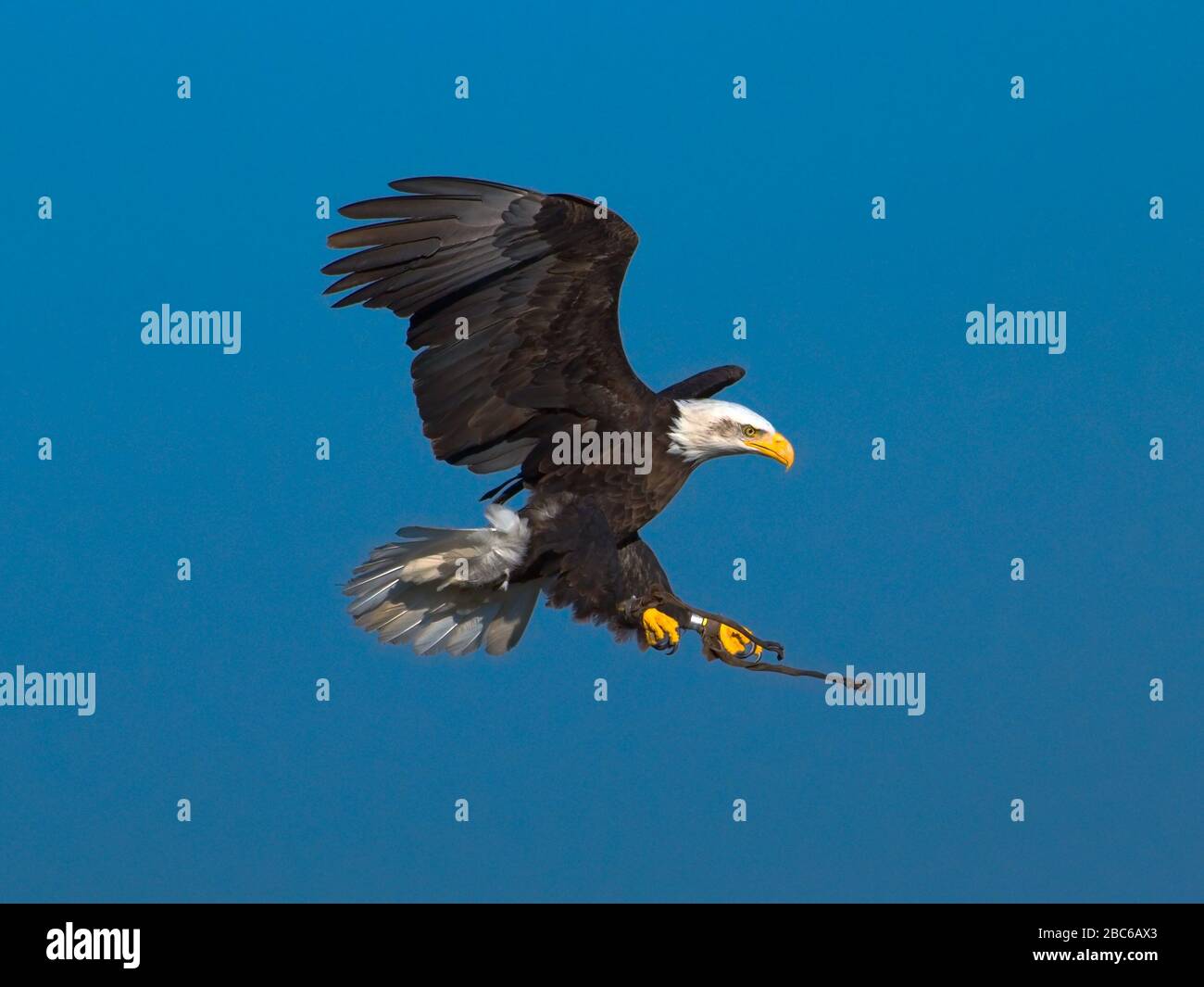 Flying bald eagle Stock Photo - Alamy