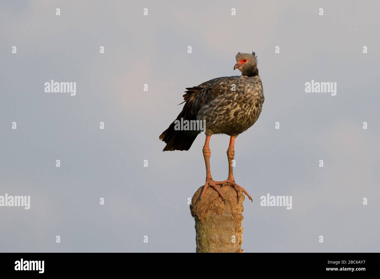 Anhimidae hi-res stock photography and images - Alamy