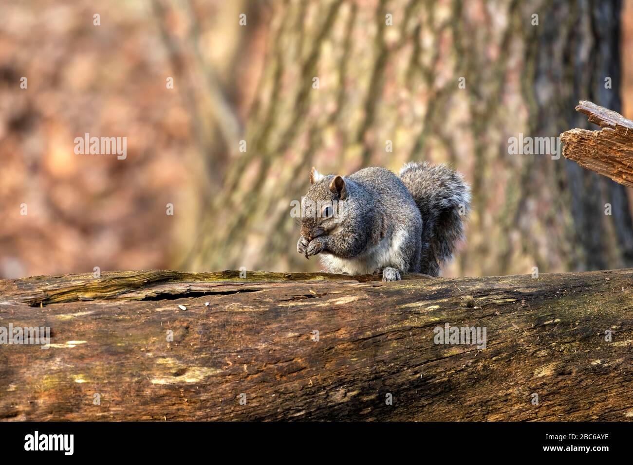 Squirrels foot hi-res stock photography and images - Alamy
