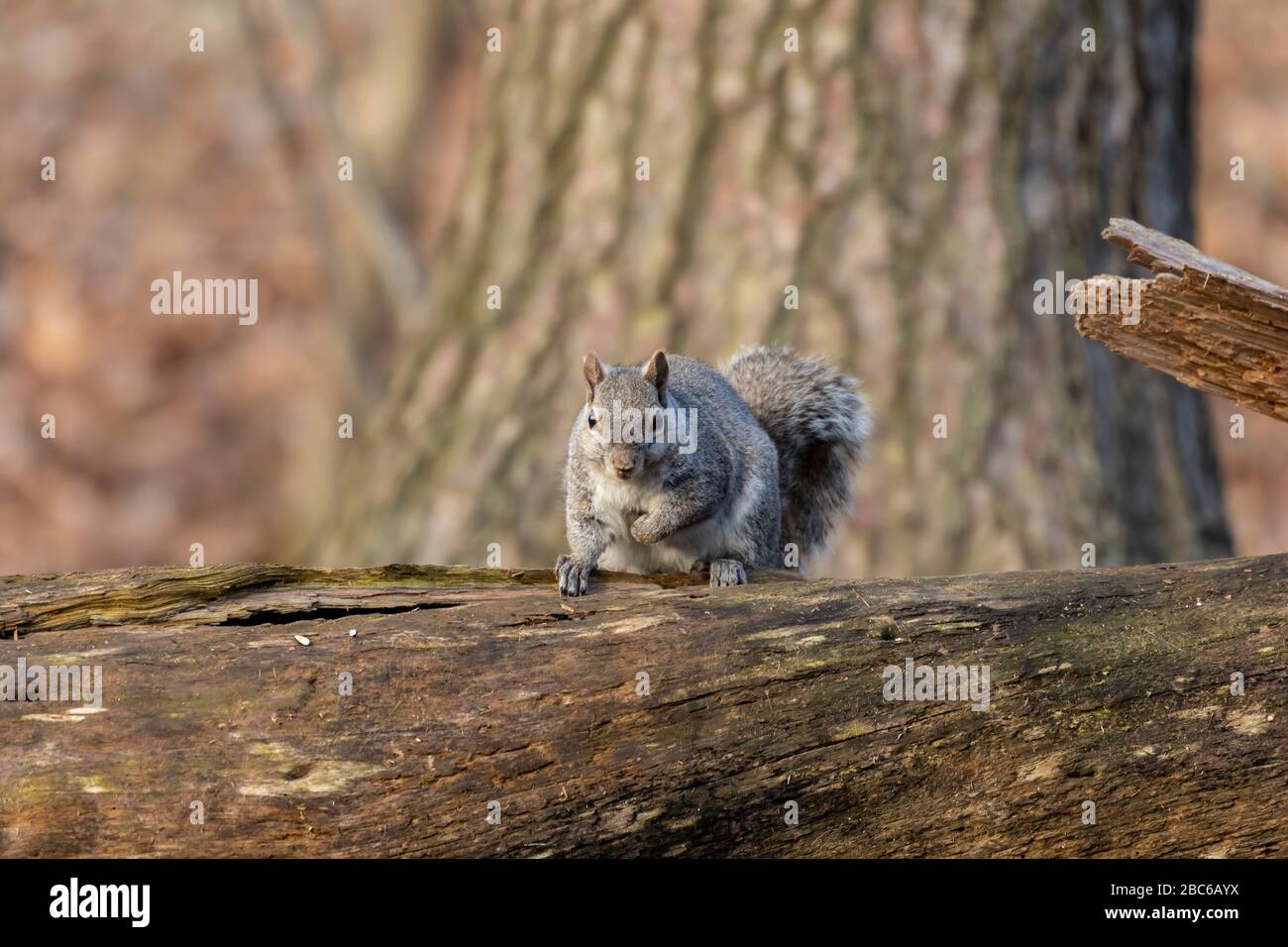 Grey squirrels nest hi-res stock photography and images - Alamy