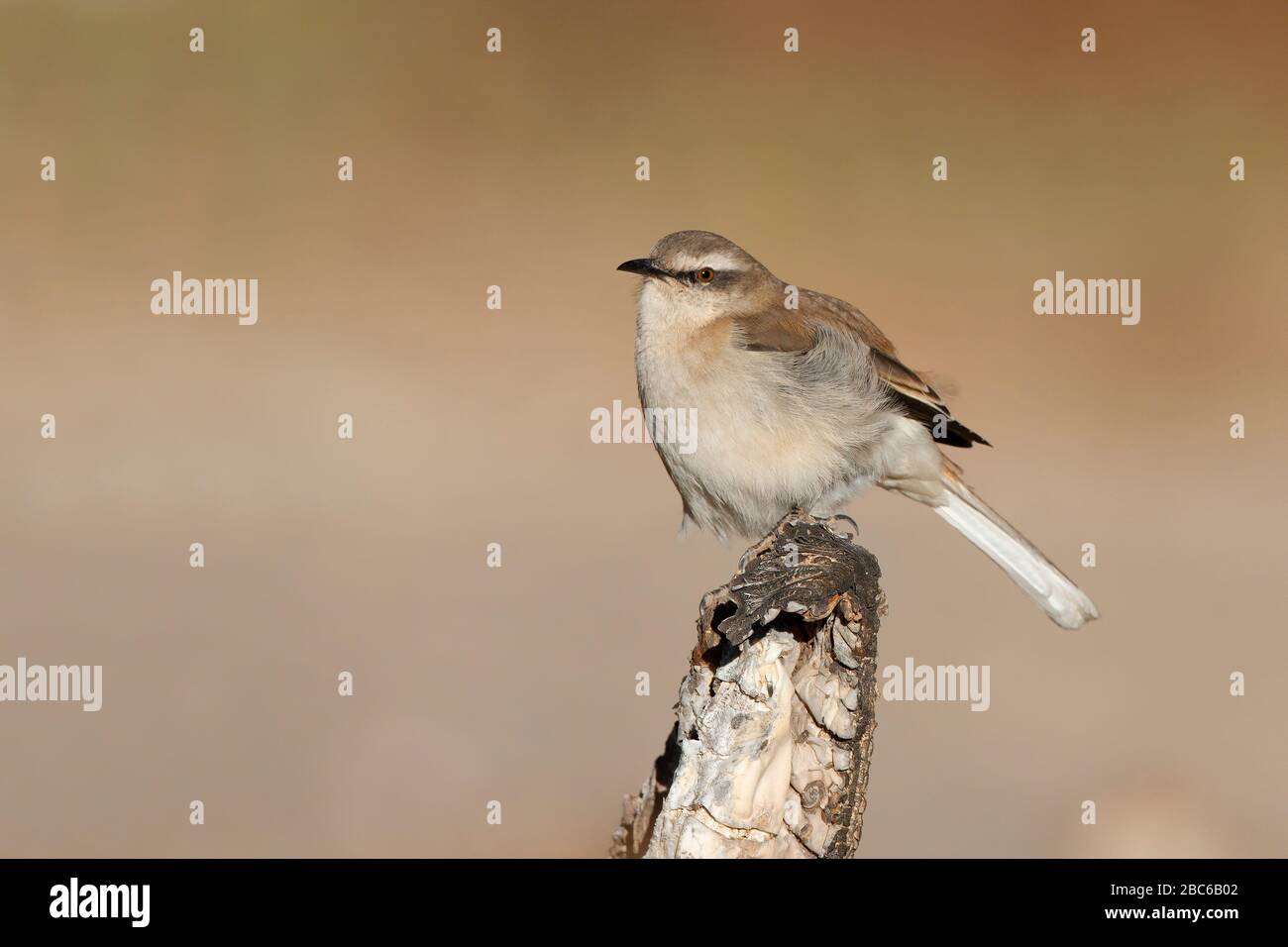 Patagonian mockingbird mimus patagonicus hi-res stock photography and ...