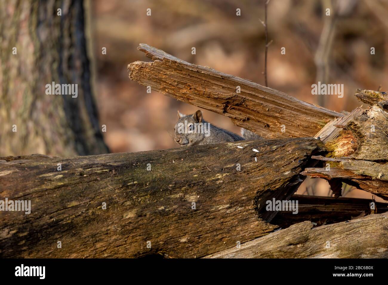 Squirrels foot hi-res stock photography and images - Alamy