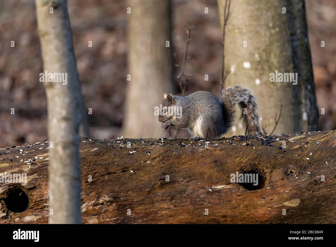 Gray squirrel foot tree hi-res stock photography and images - Alamy