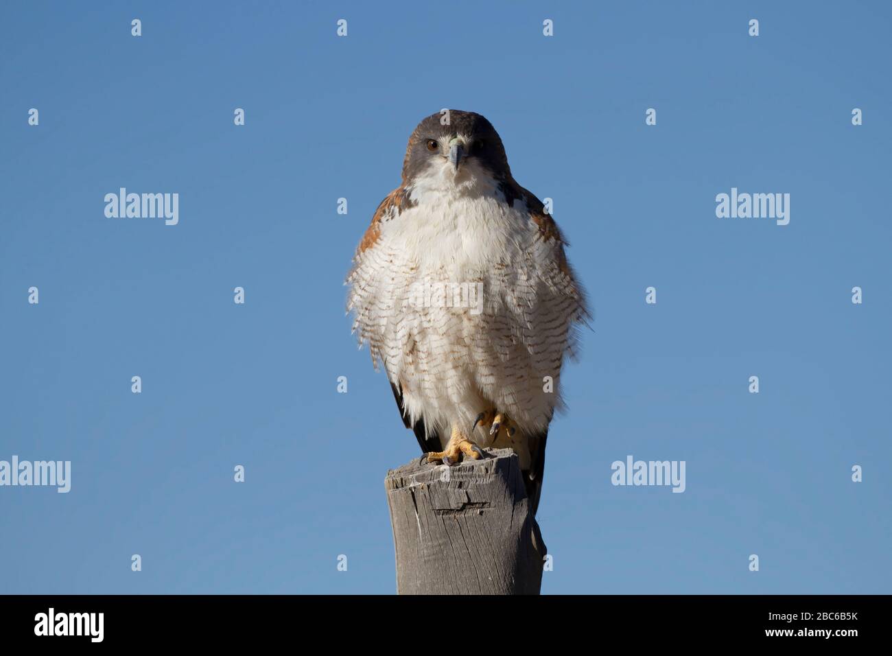 Variabel hawk hi-res stock photography and images - Alamy