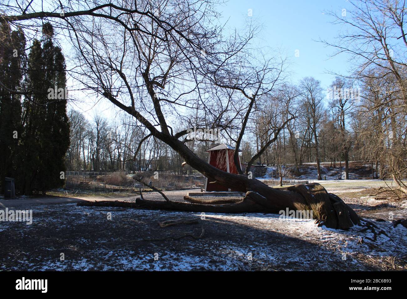 A horizontally growing tree in Lapinlahti, Helsinki, Finland Stock ...
