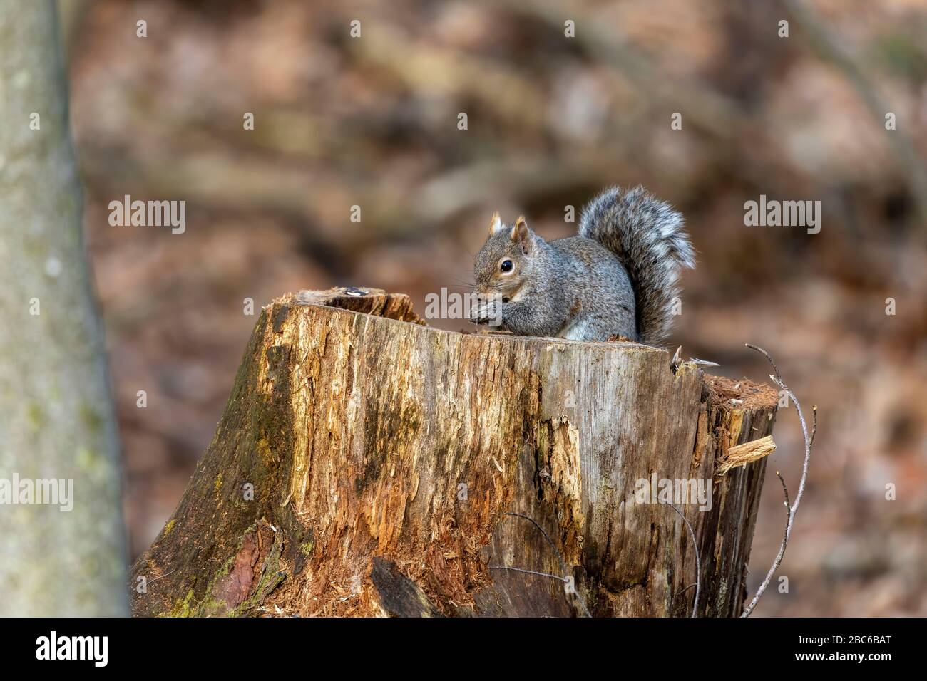 Gray squirrel foot tree hi-res stock photography and images - Alamy