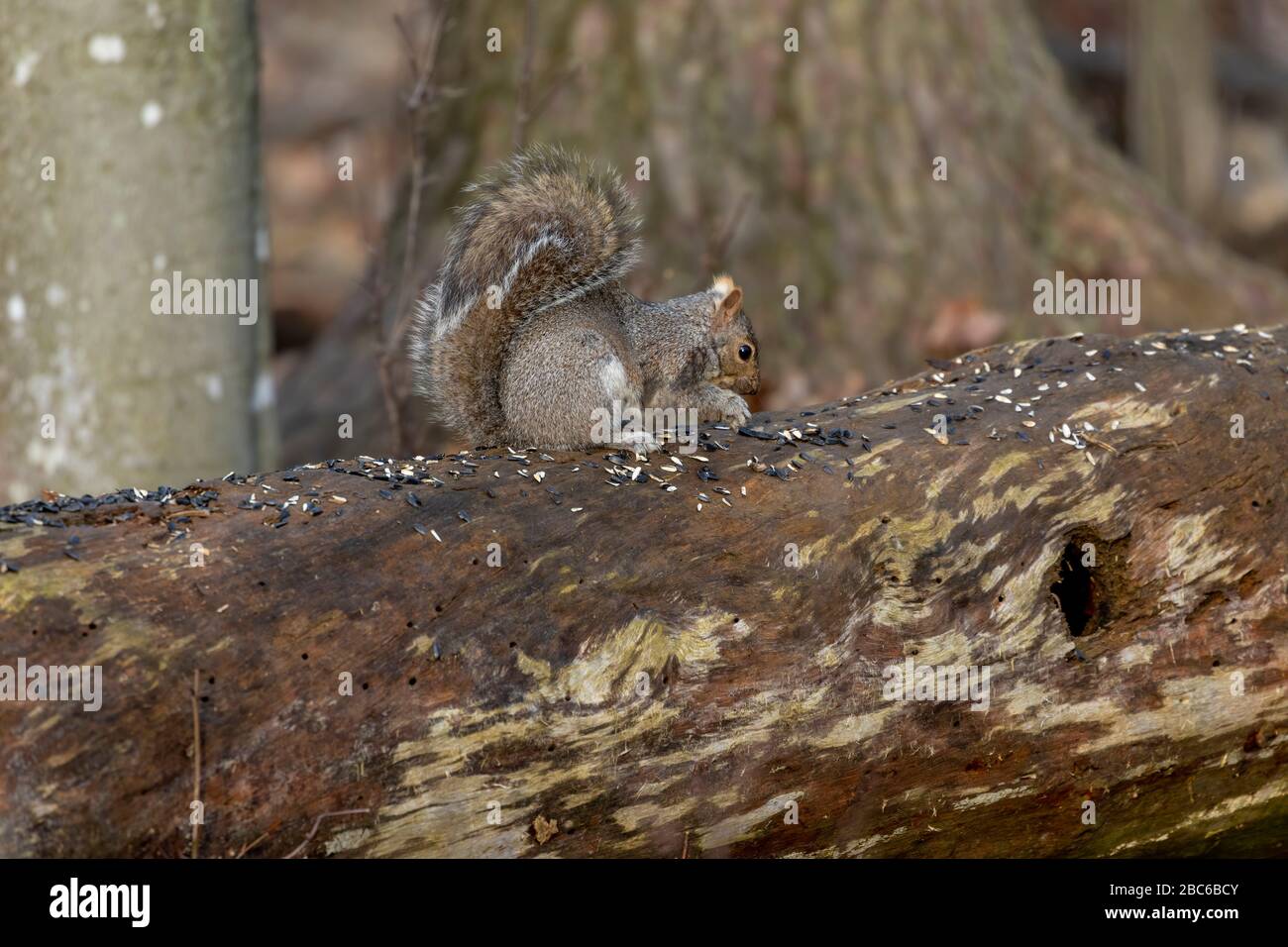 Squirrels foot hi-res stock photography and images - Alamy