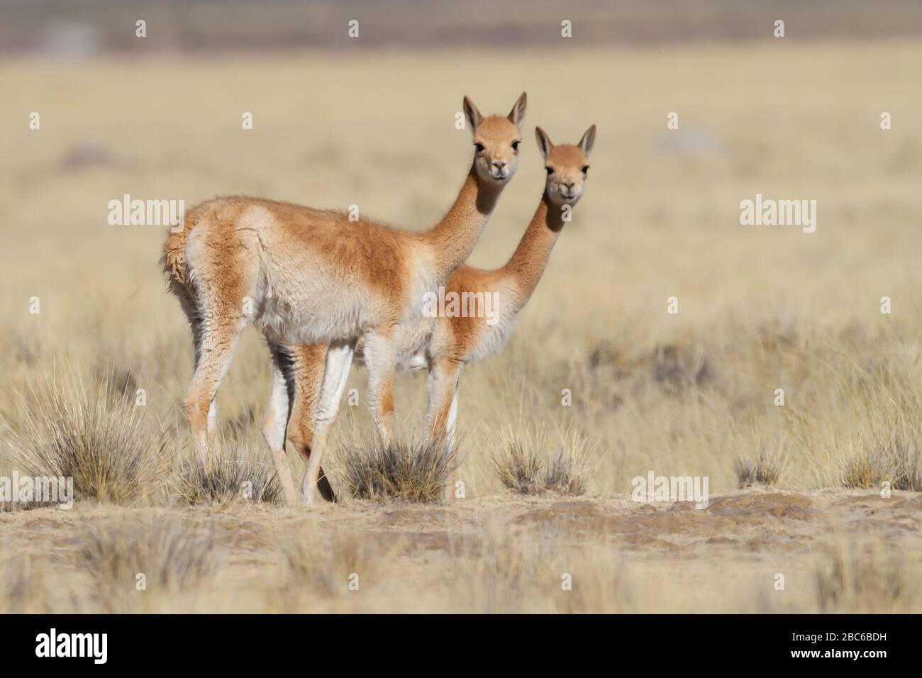 Vicuna de laguna hi-res stock photography and images - Alamy