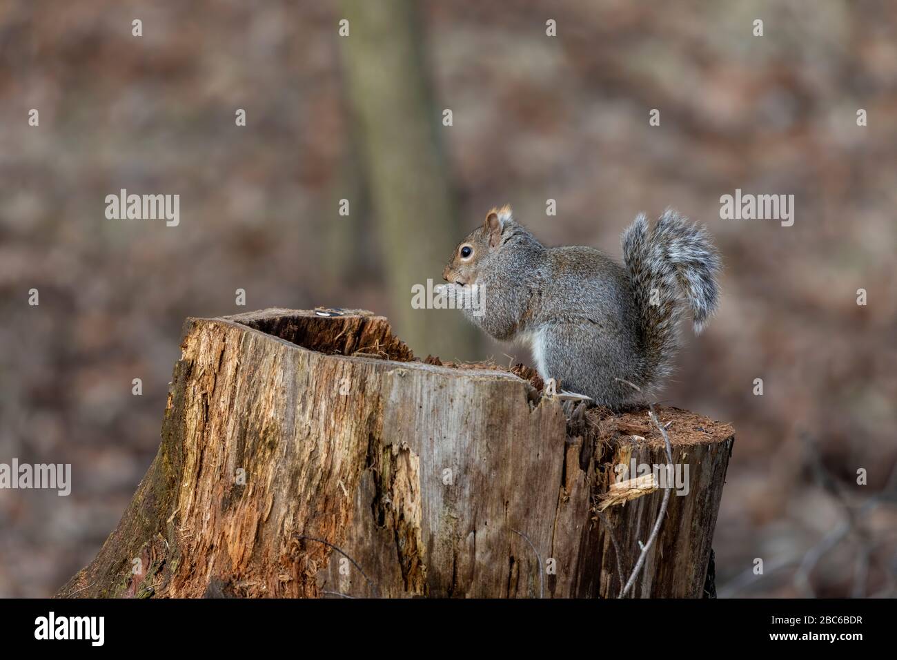 Squirrels foot hi-res stock photography and images - Alamy