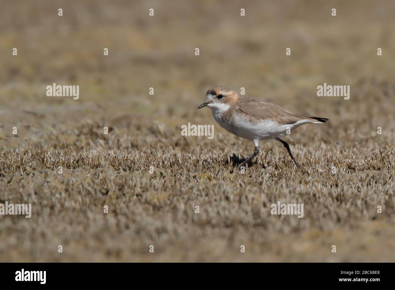 Puna chorlo charadrius alticola hi-res stock photography and images - Alamy