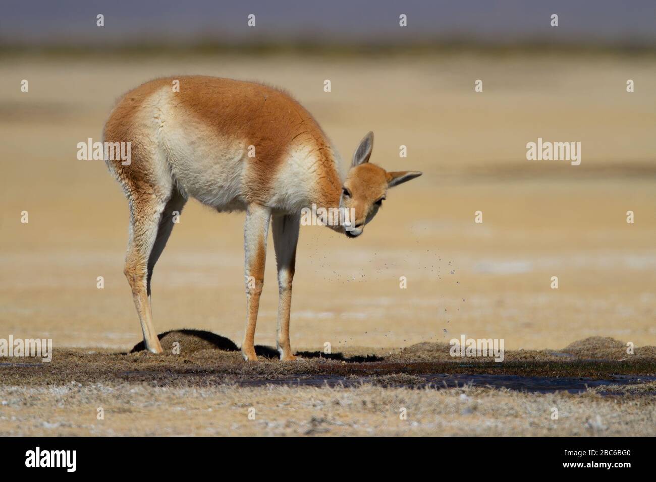 Vicuna species hi-res stock photography and images - Alamy