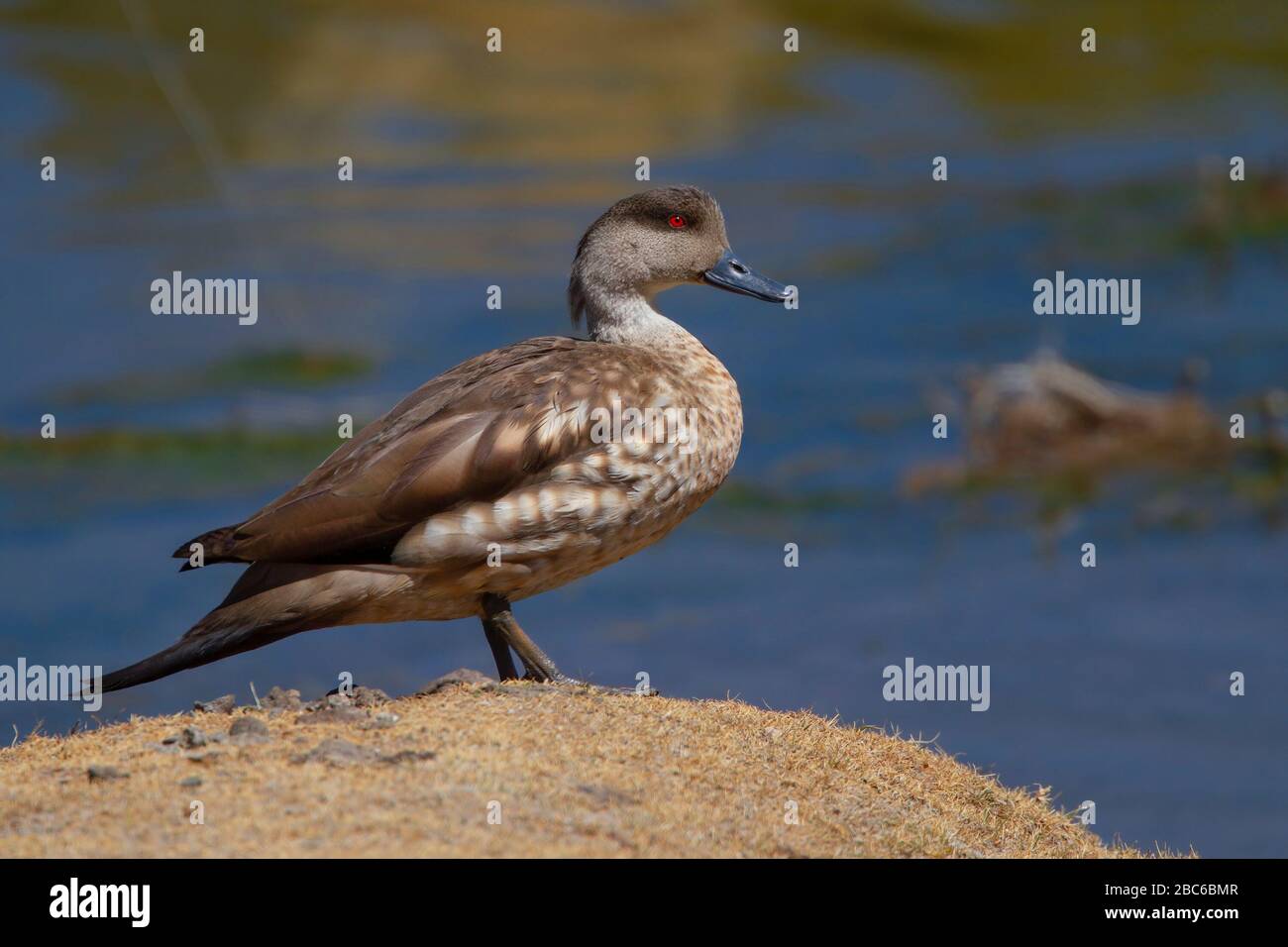 Pato argentina hi-res stock photography and images - Alamy