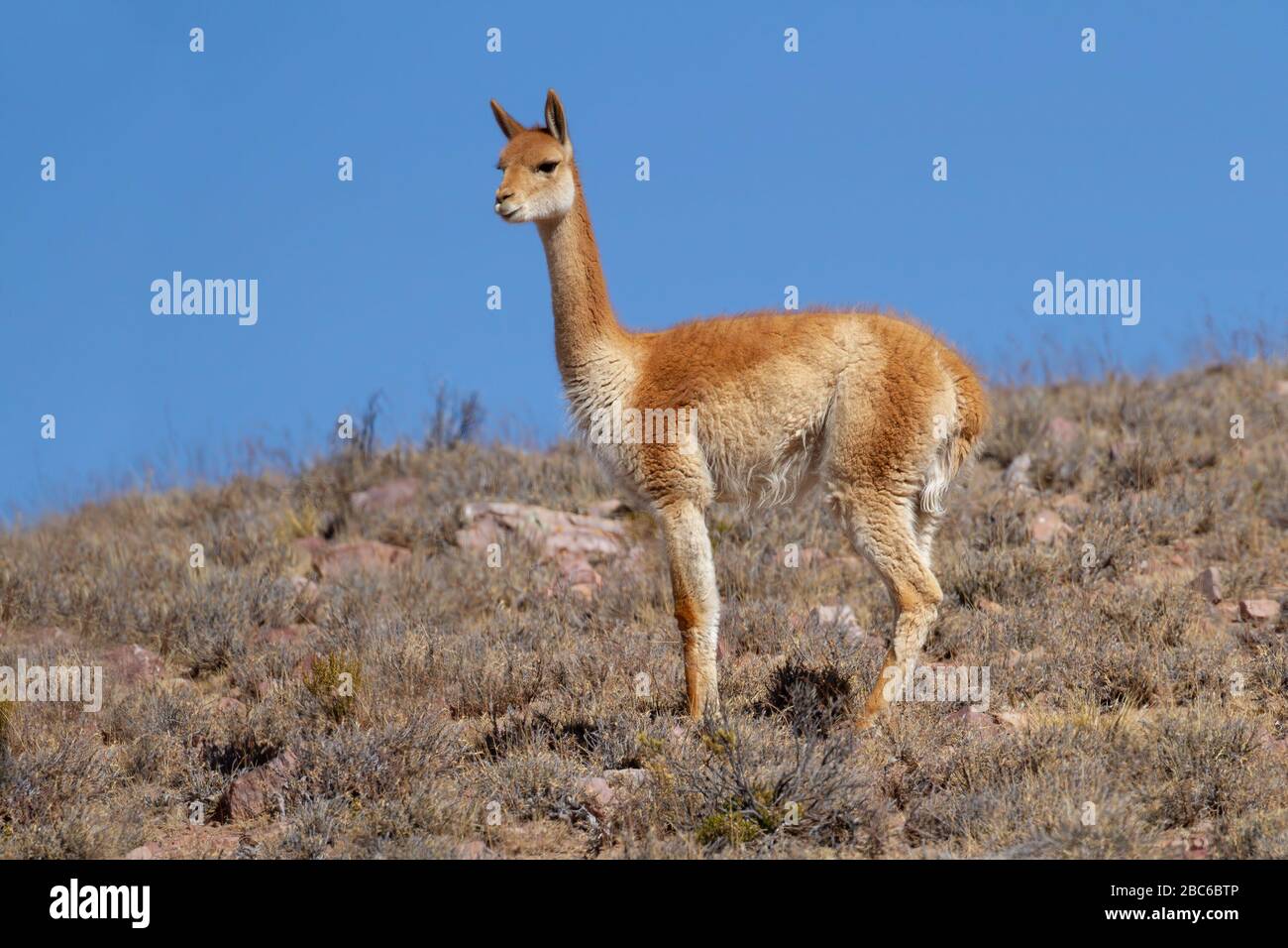 Vicuna species hi-res stock photography and images - Alamy