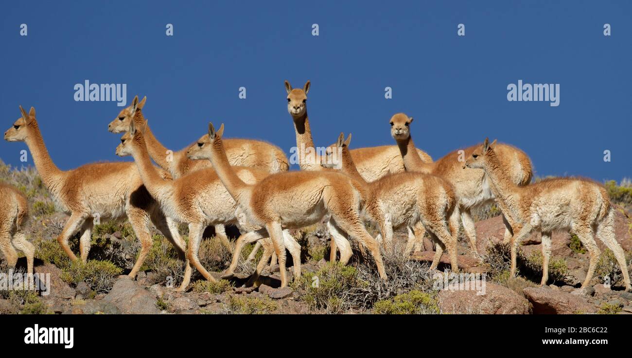 Vicuna species hi-res stock photography and images - Alamy