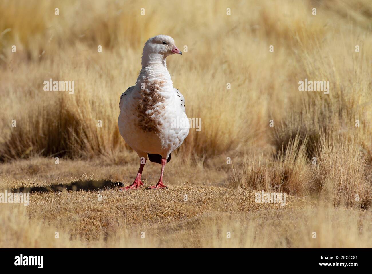Andean goose wings hi-res stock photography and images - Alamy