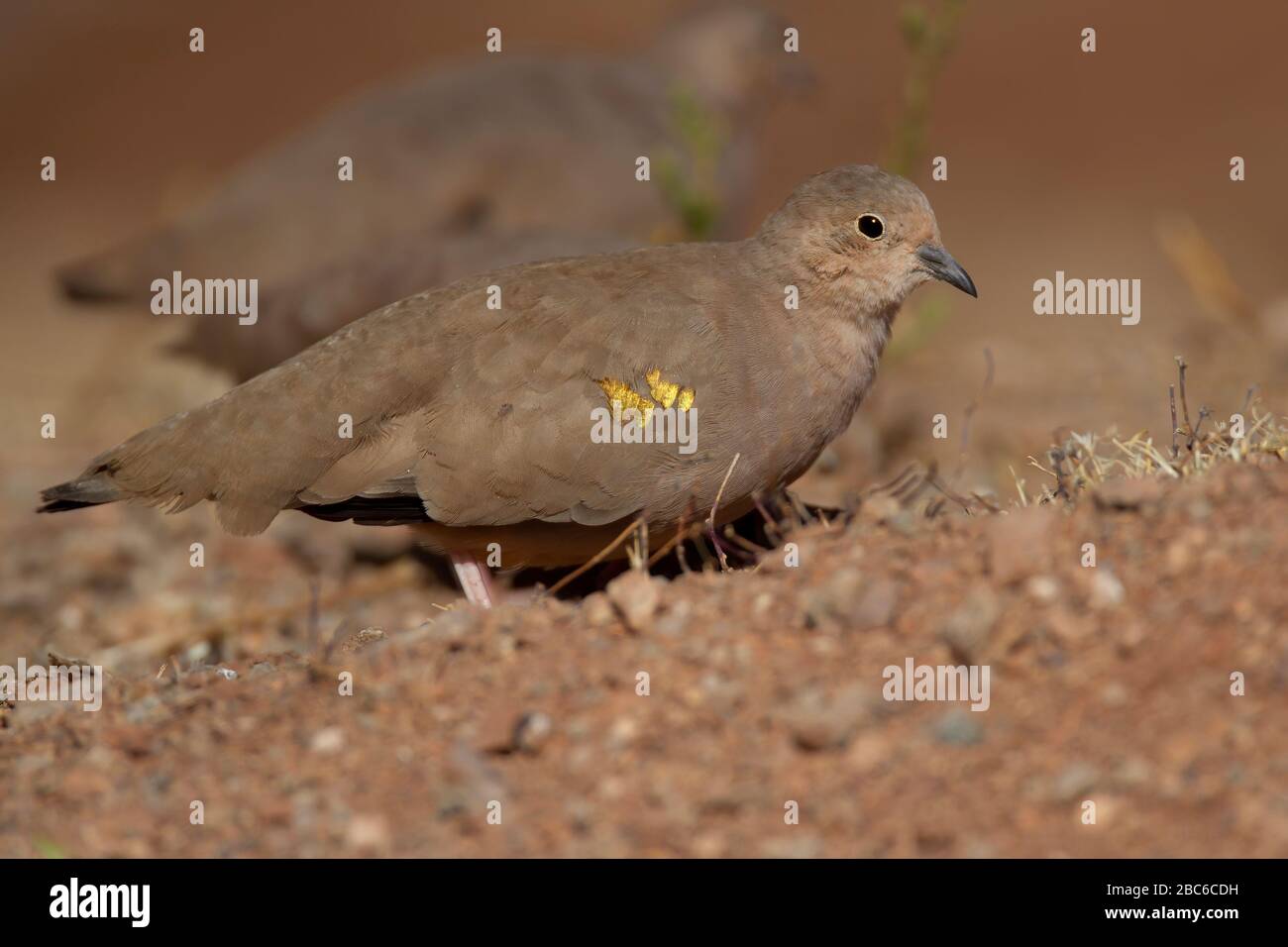 Golden-spotted ground dove Stock Photo - Alamy