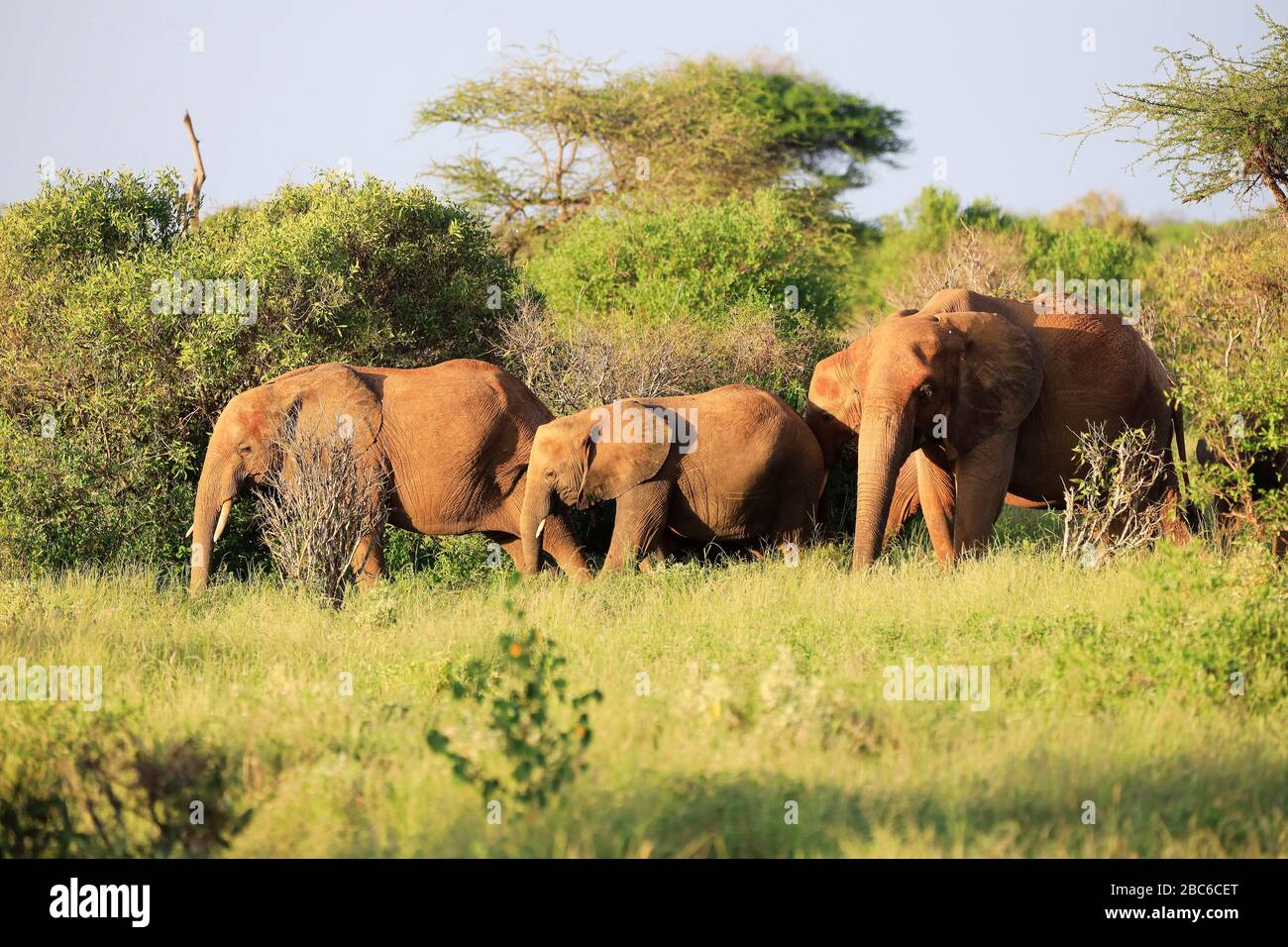 Elephants with red skin because of dust in Tsavo East Nationalpark ...