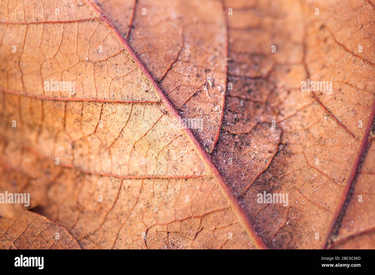 Skeleton leaf pattern hi-res stock photography and images - Alamy