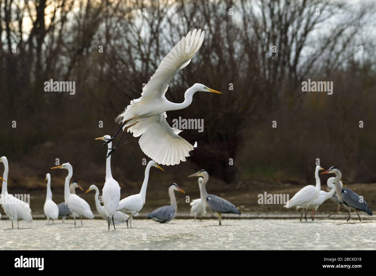 Great egret, also known as great white heron, landing in a lake of ...