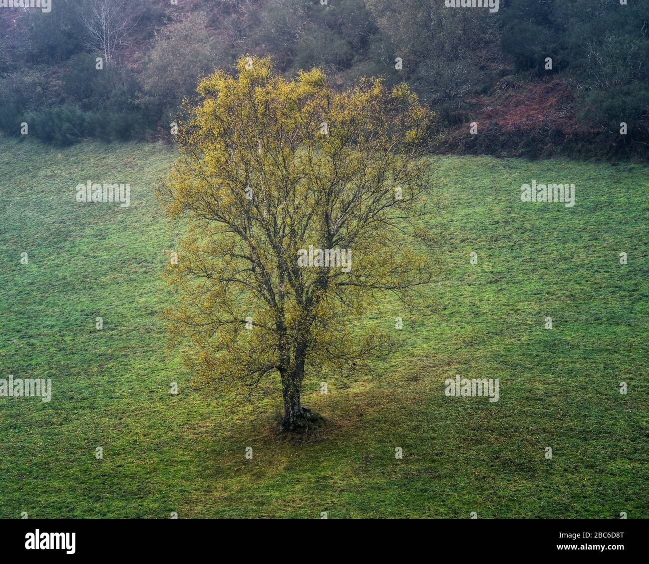 Old birch tree hi-res stock photography and images - Alamy