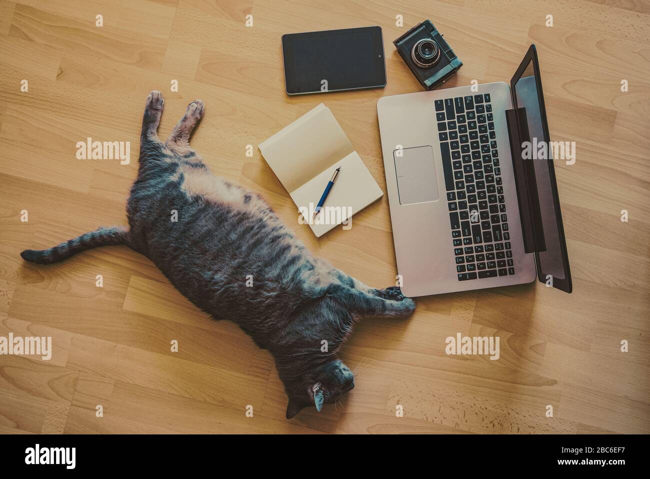 Funny shopping hi-res stock photography and images - Alamy