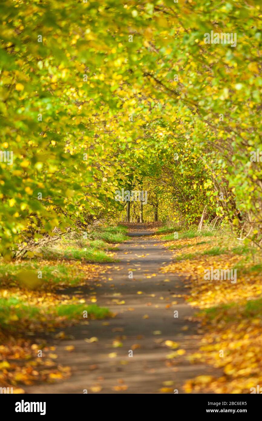 Tree-Lined Path along the Fife Coastal Path, Fife, Scotland Stock Photo ...