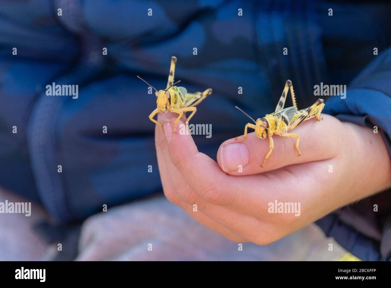 Insects up close hi-res stock photography and images - Alamy