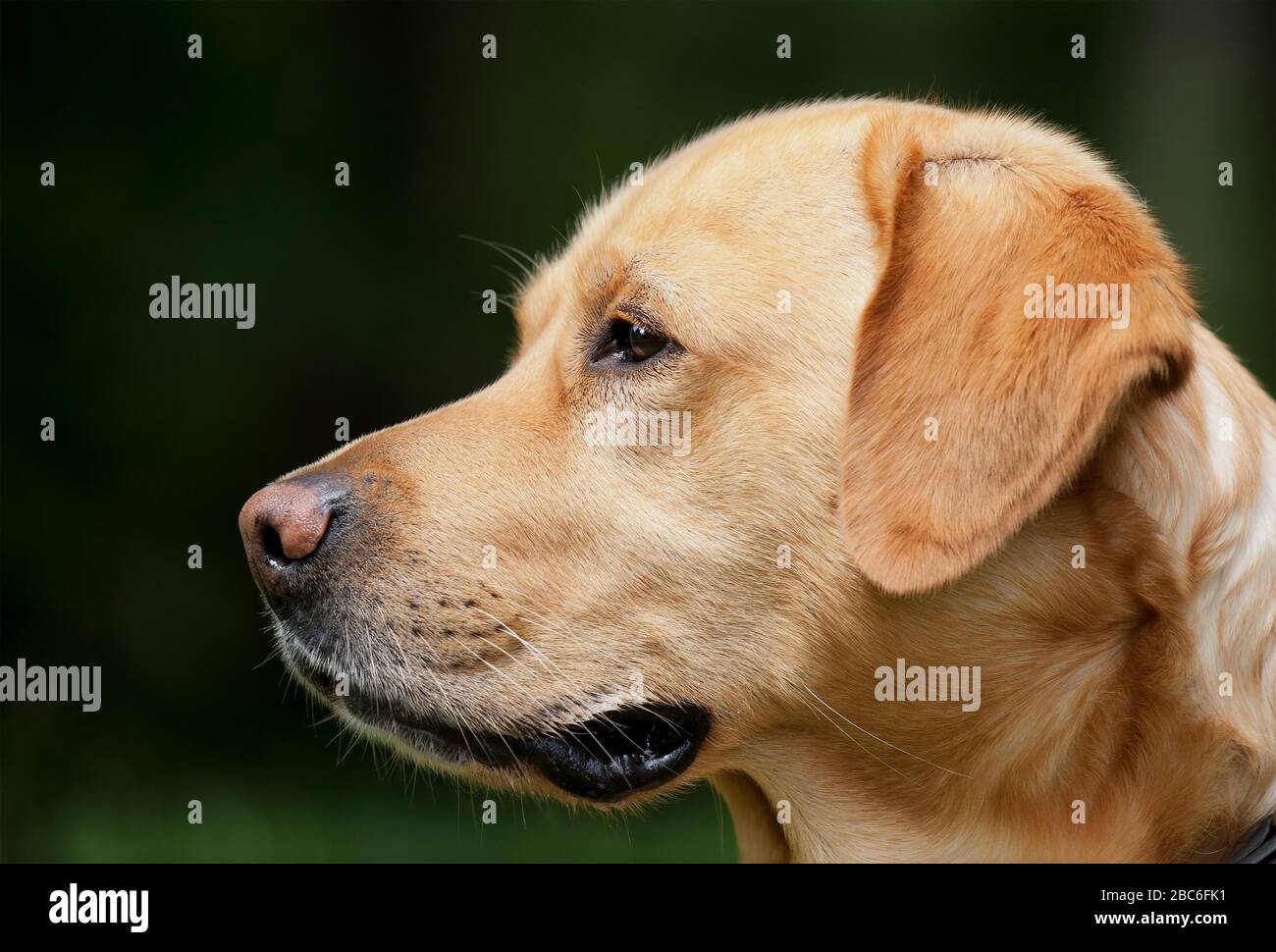 Cute and handsome dog Stock Photo - Alamy