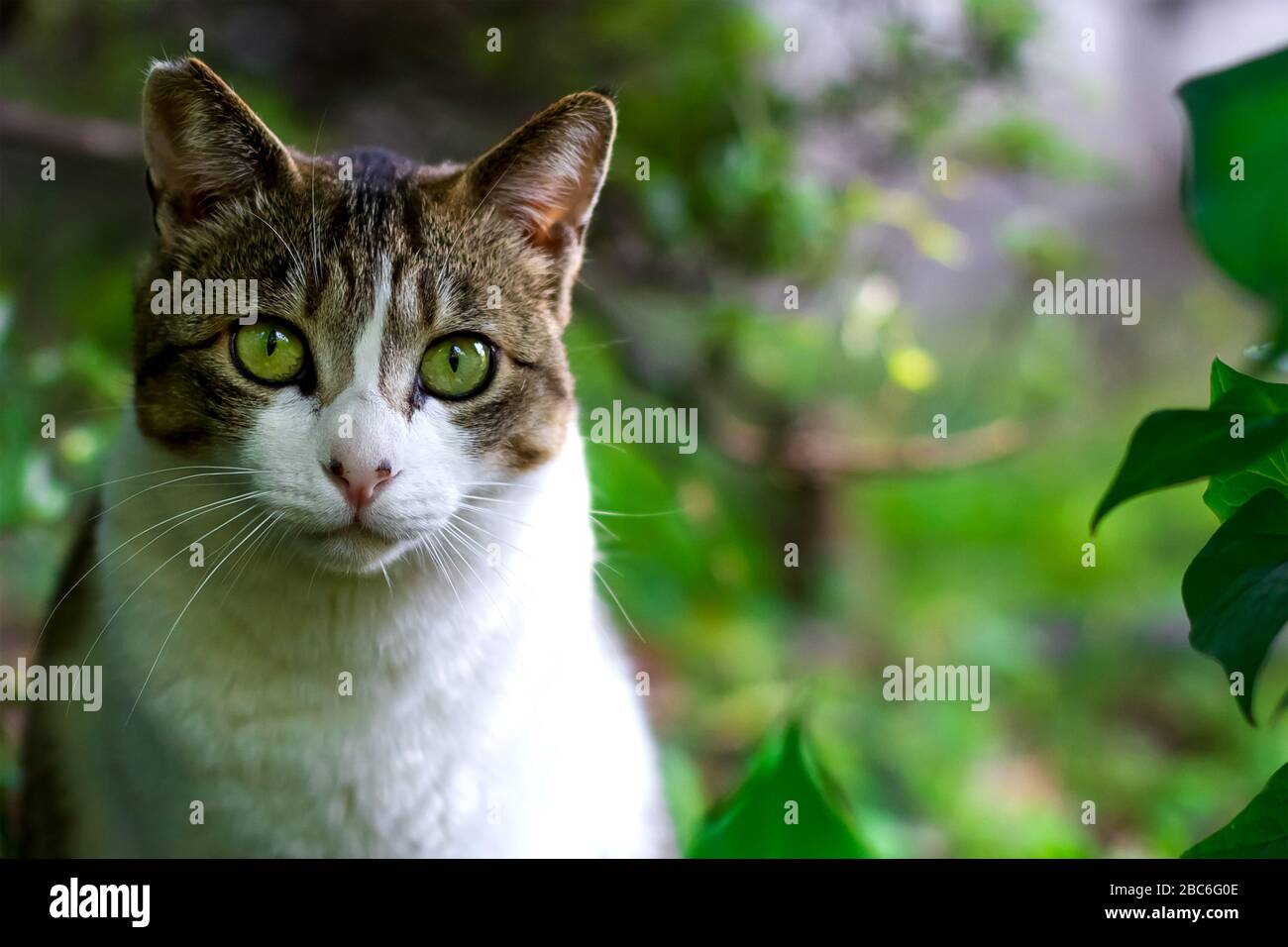 Funny cat memes hi-res stock photography and images - Alamy