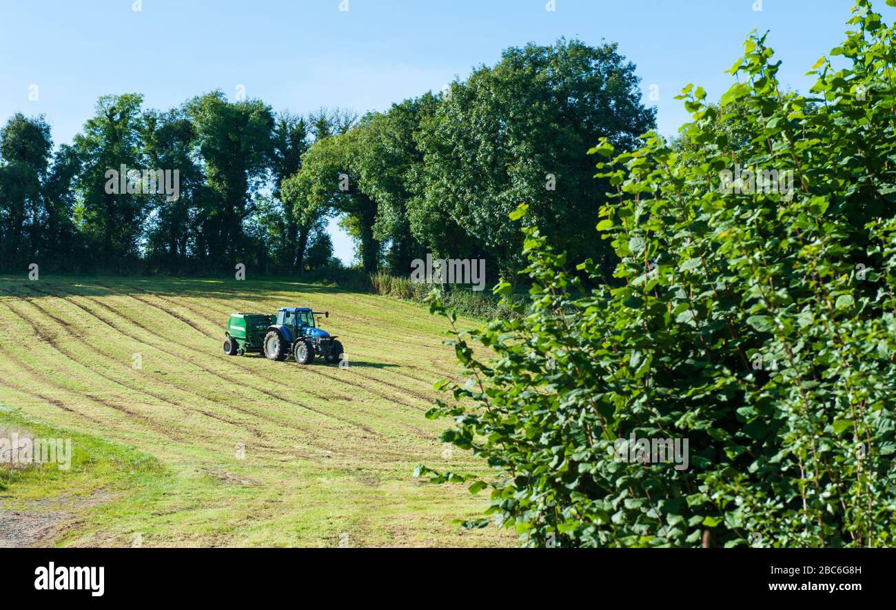 Tractor and Harvesting machine working in a green field Stock Photo - Alamy